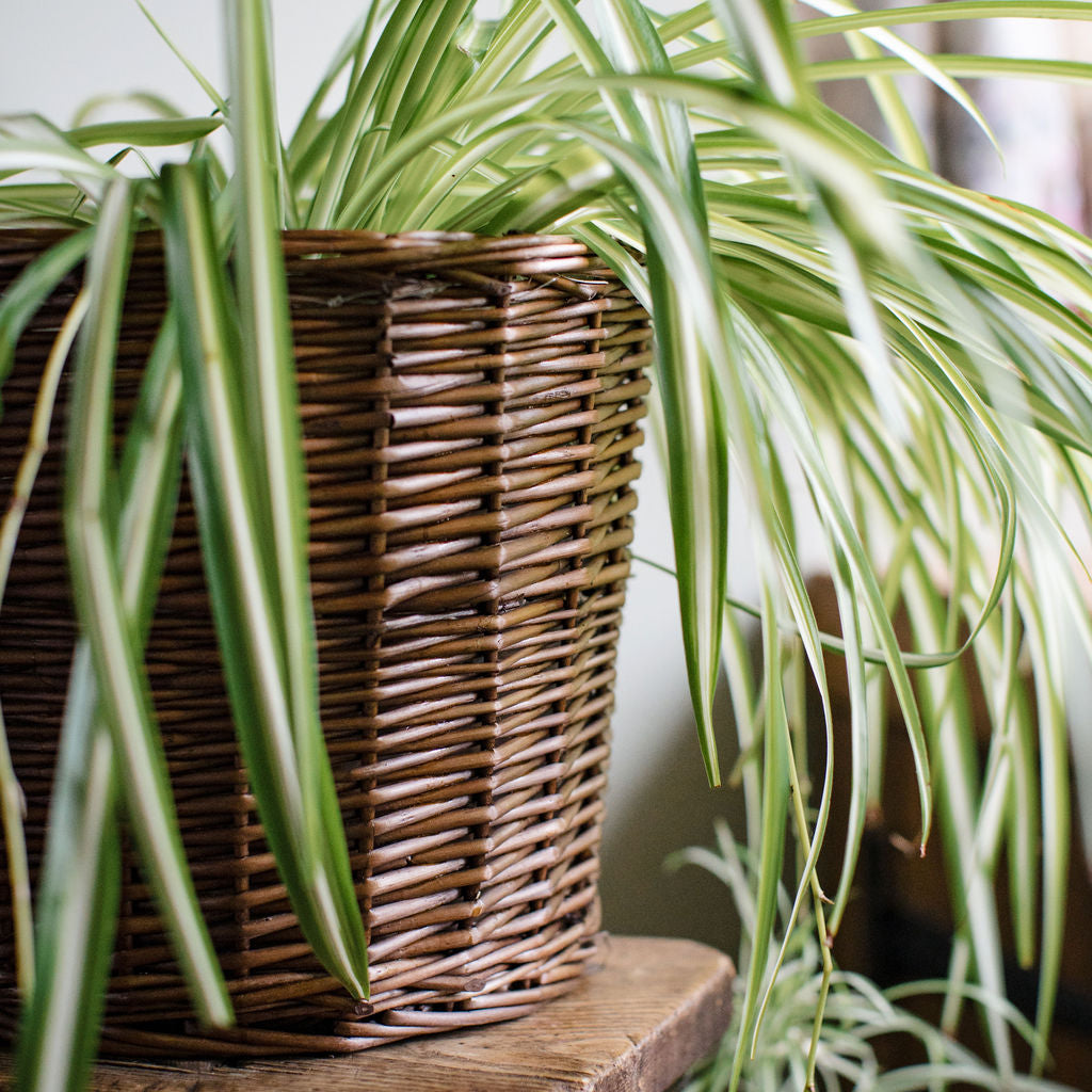 Distilled Round Wicker Lined Planter Basket – Arthur Cameron