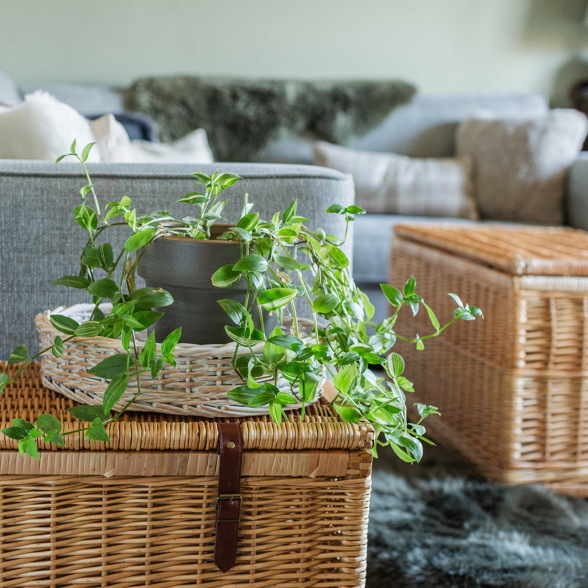 Natural Lucca Wicker Storage Trunk – Arthur Cameron