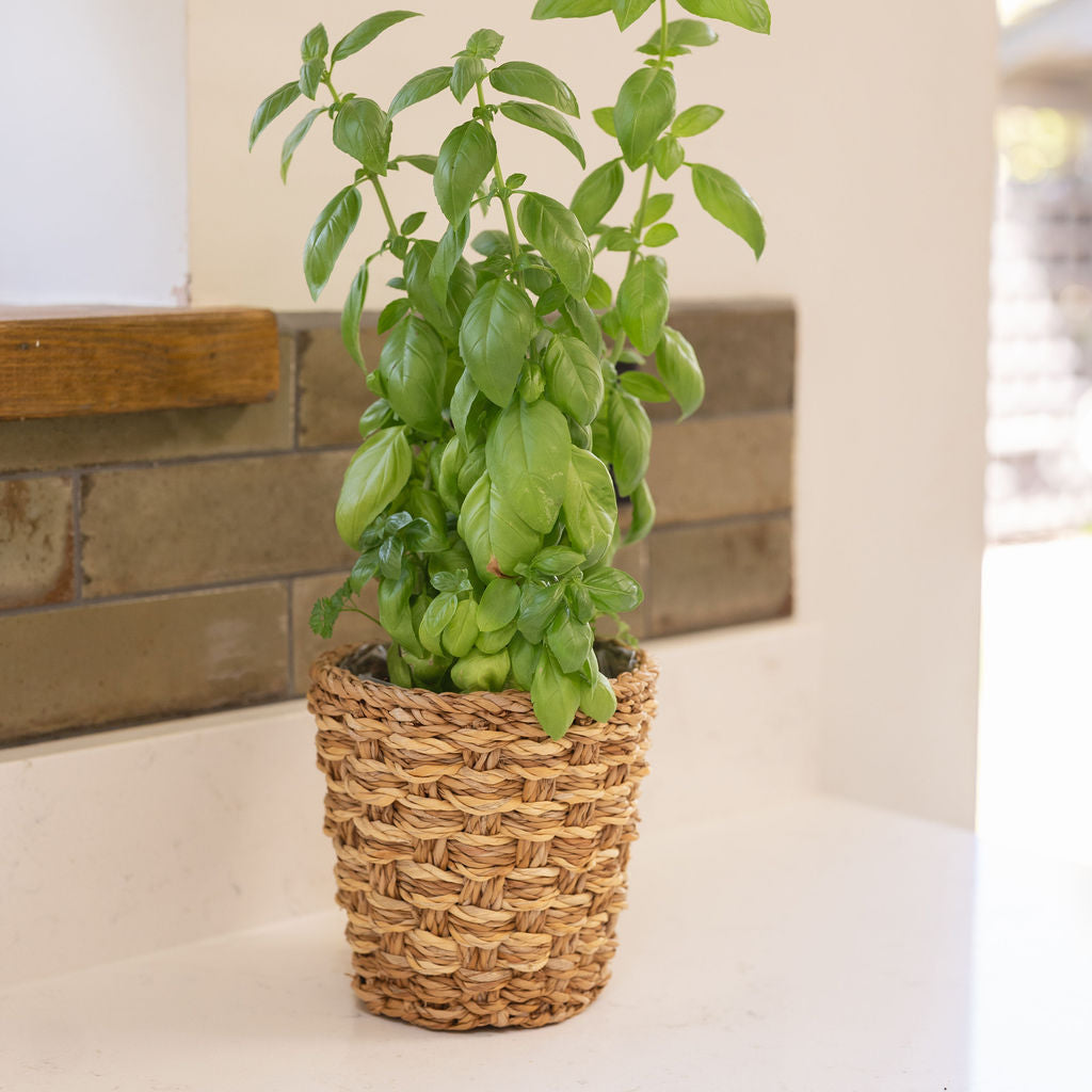 Feni Natural Seagrass Woven Planter - Small – Arthur Cameron